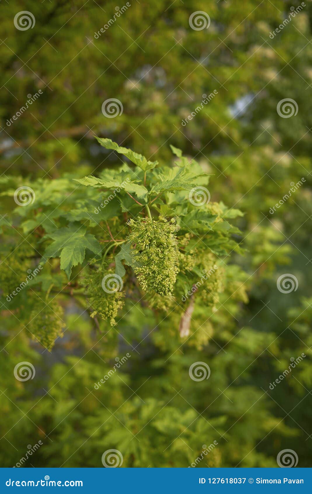 Acer Pseudoplatanus Branch with Flowers Stock Image - Image of public ...