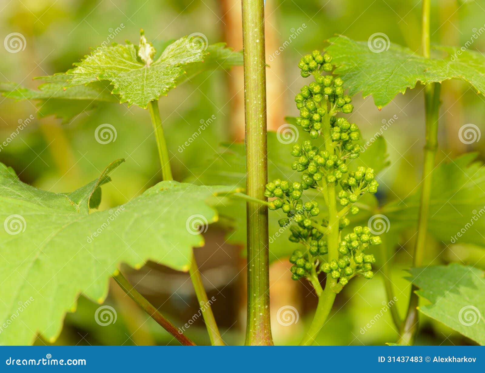 Green flowers of grape stock image. Image of flower, horticulture ...