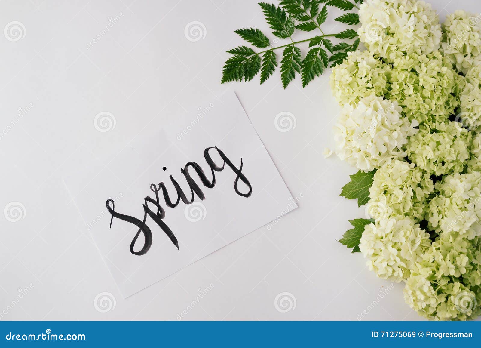 Green Flowers, Leaves and the Words Spring on a White Background Stock ...