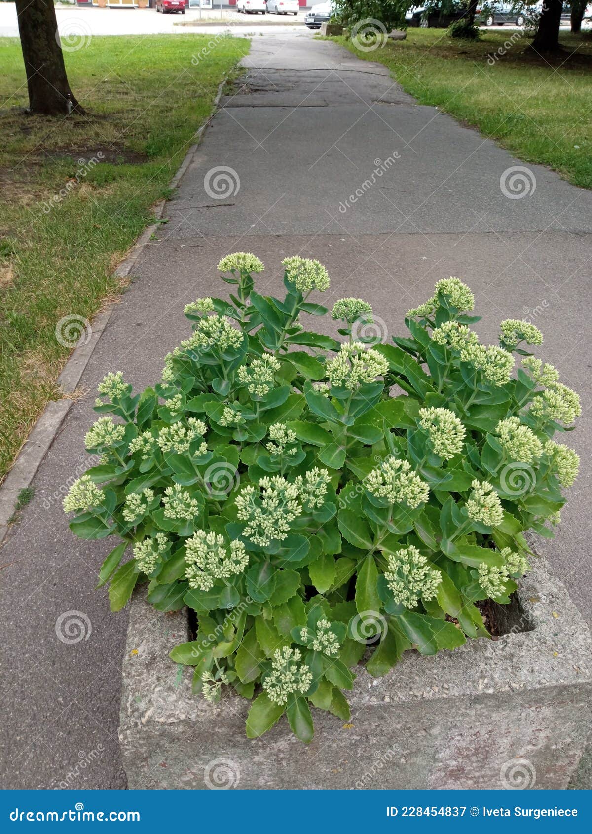 Green Flowers at Vazon in City Stock Image - Image of wildflower, herb ...