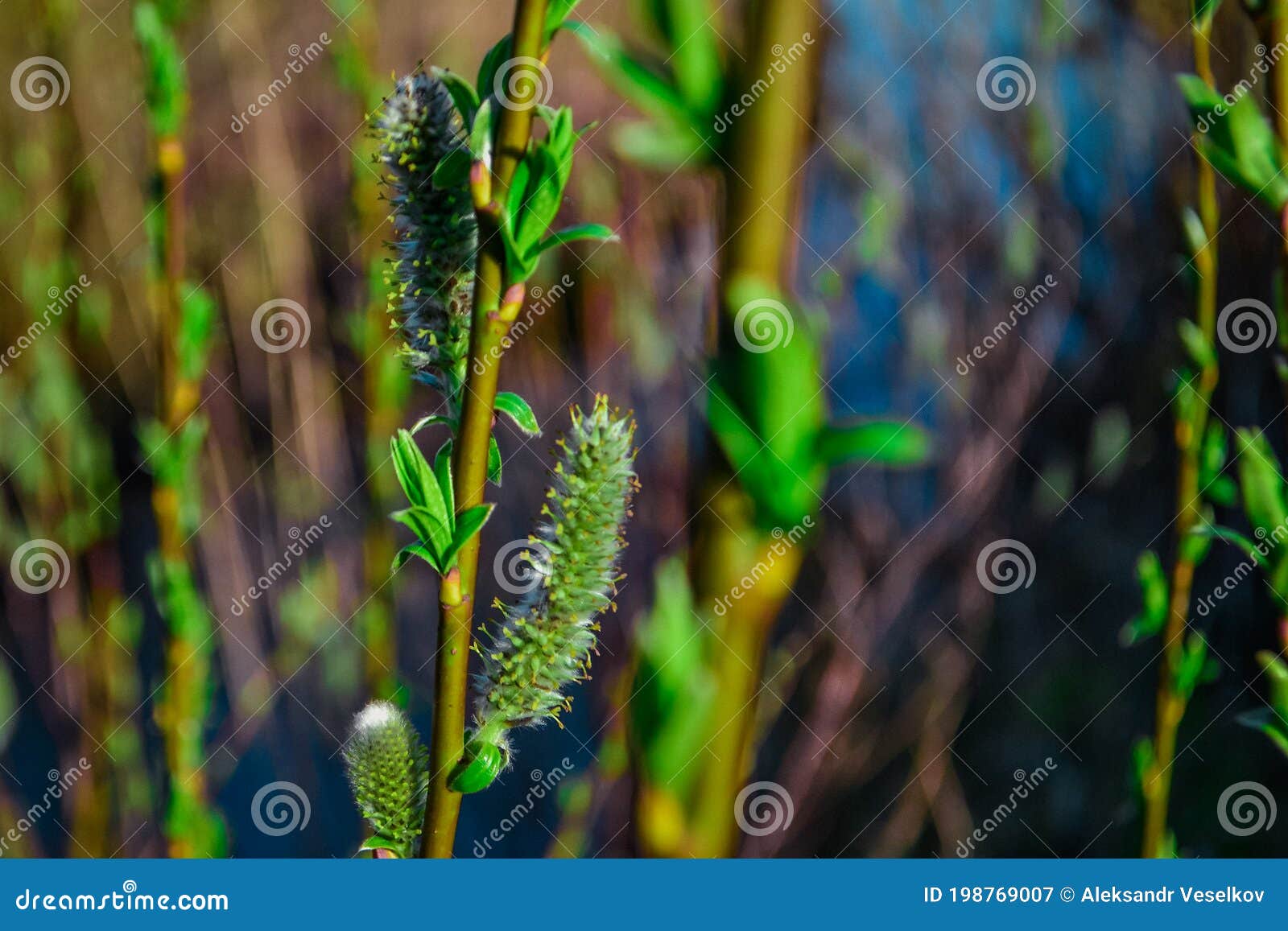 Green Fluffy Branches of Willow with Buds on the Background of a Blue ...