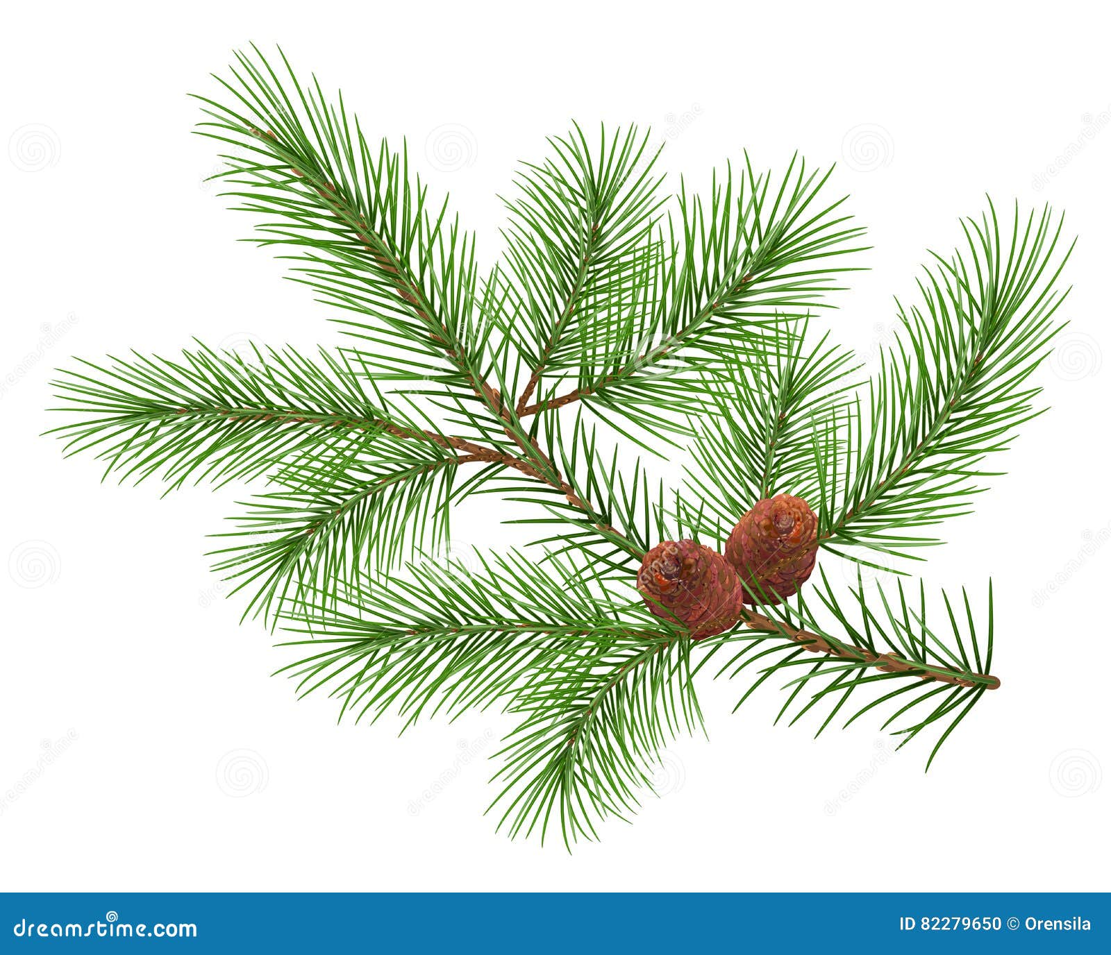 Green Fluffy Cedar Branch and Two Cones Stock Vector - Illustration of ...