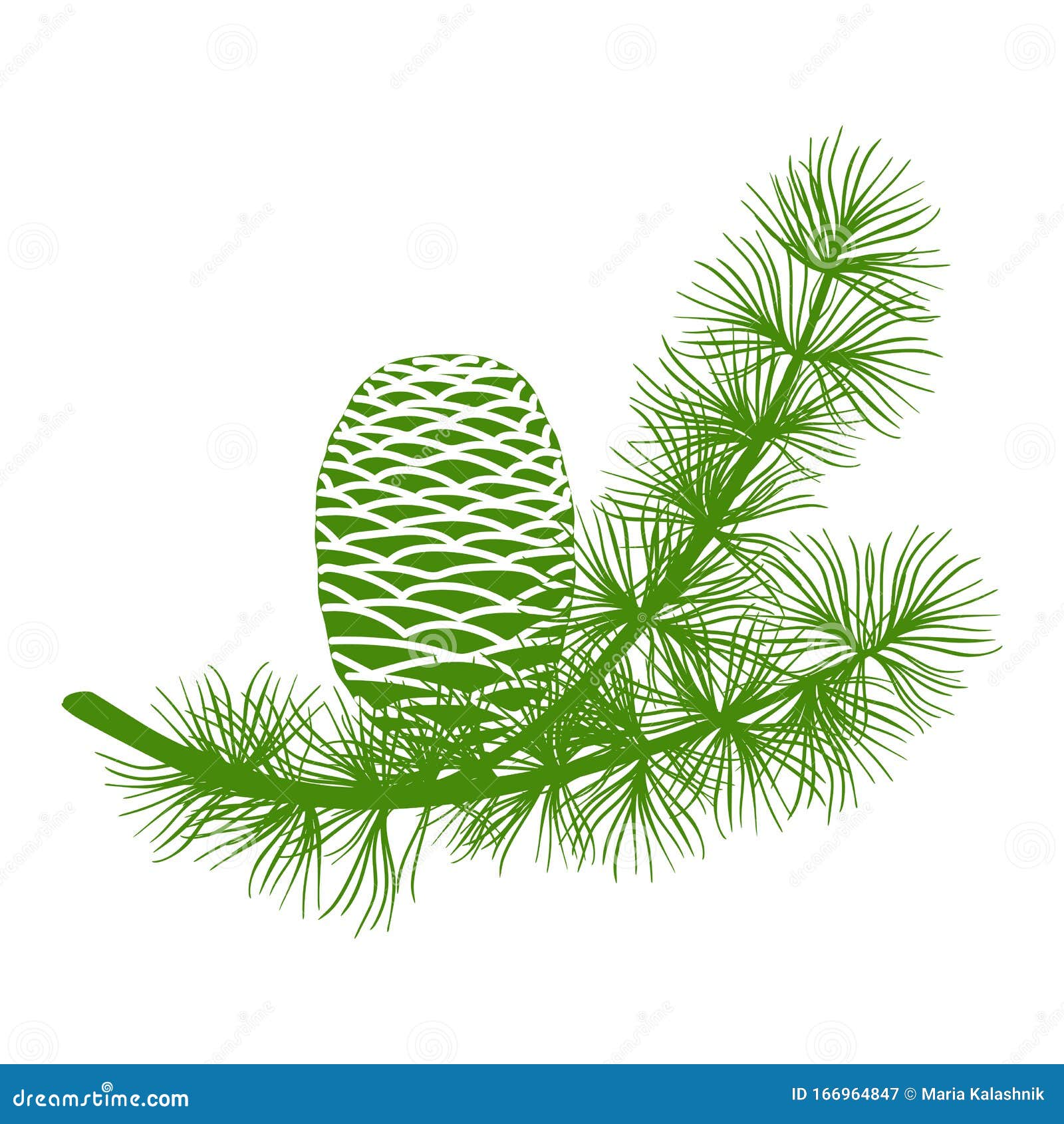 Green Fluffy Cedar Branch and Two Cones. Isolated on White Vector ...