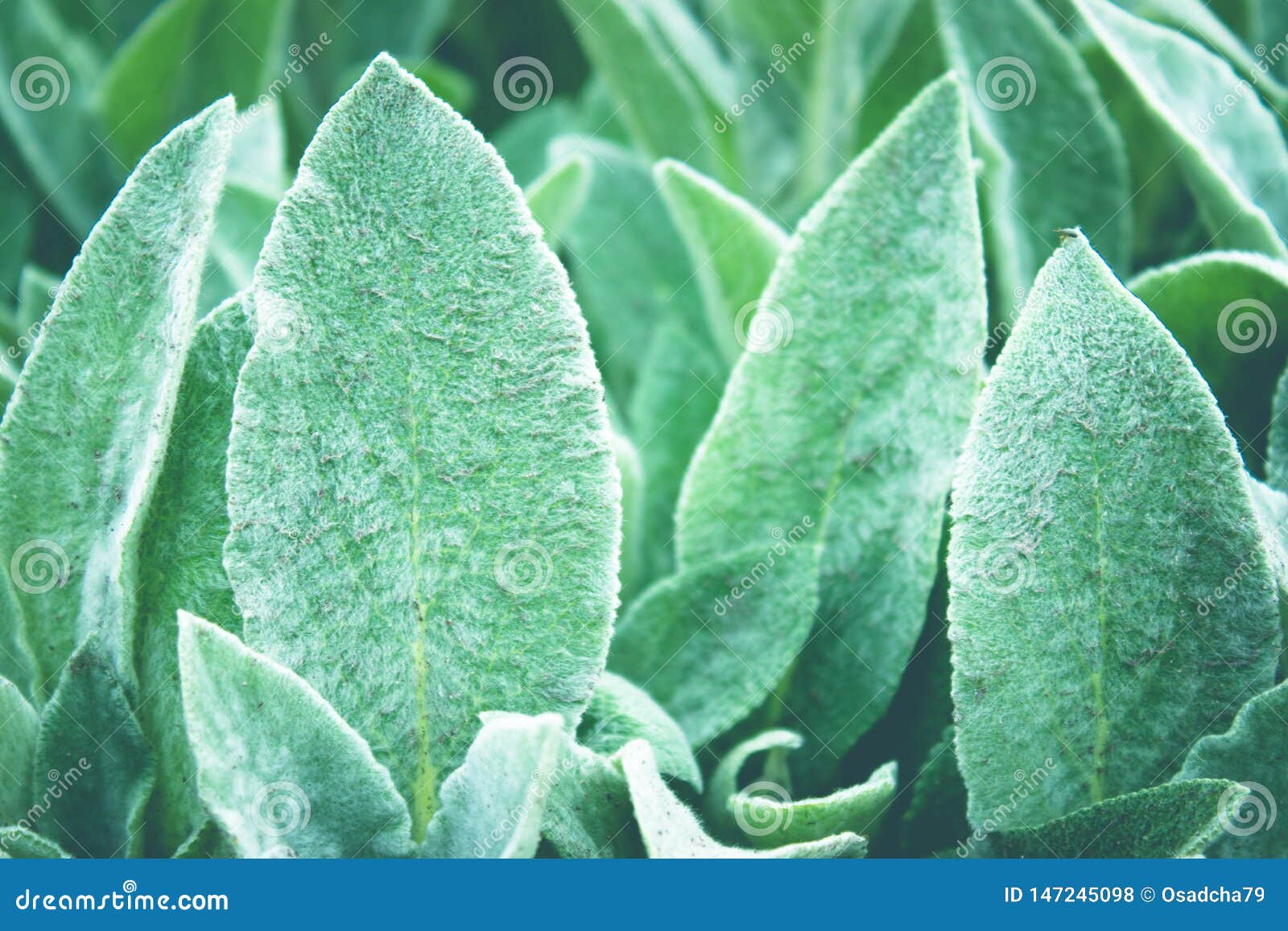 Green Fluffy Leaves of Flowers Stock Photo - Image of contrast, purple ...