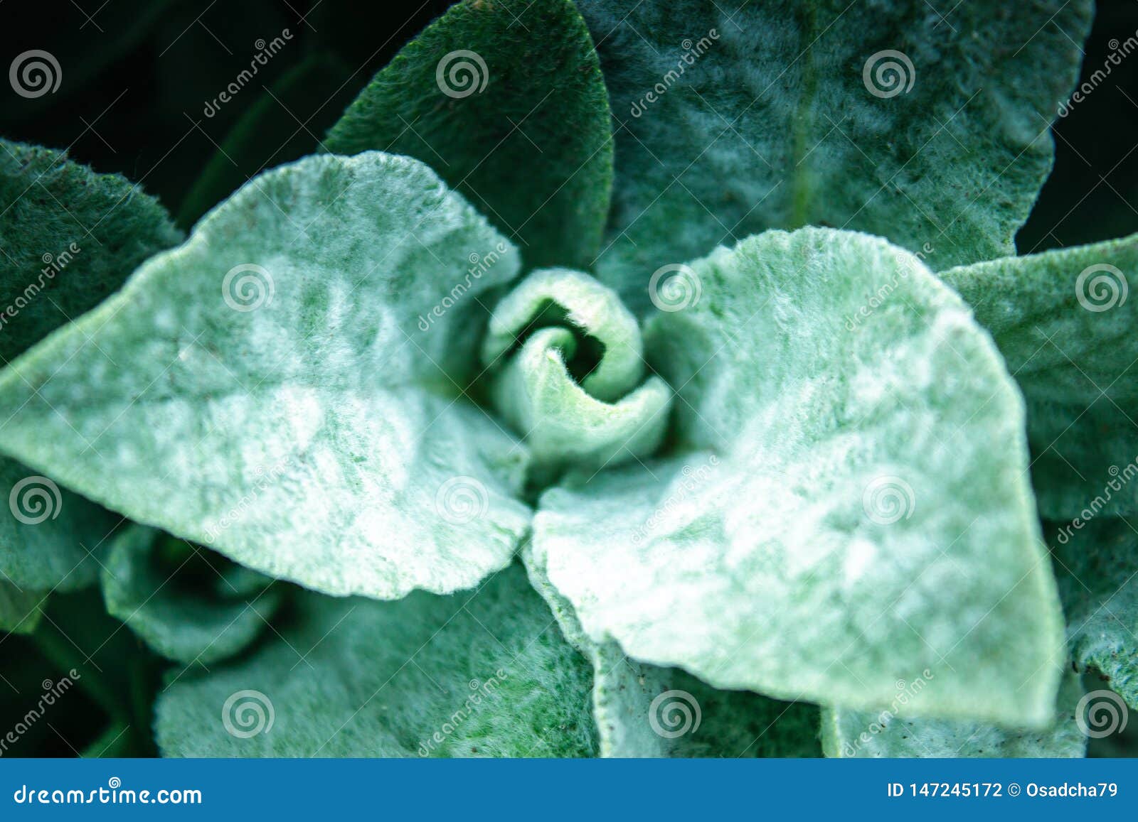 Green Fluffy Leaves of Flowers Stock Photo - Image of herbal, aroma ...