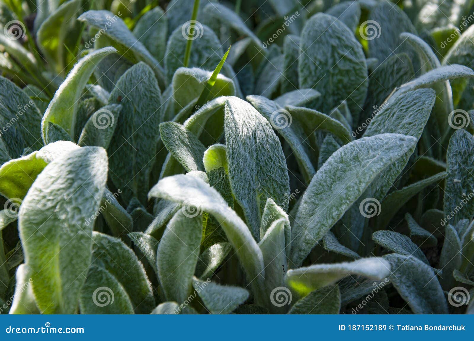 Green Fluffy Plant. Soft Green Leaves Stock Image - Image of leaf ...