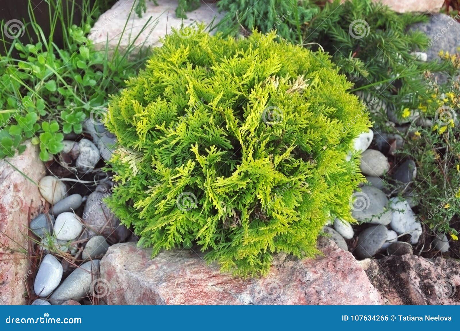 Green Fluffy Thuja Branches, Selective Focus. Stock Photo - Image of ...