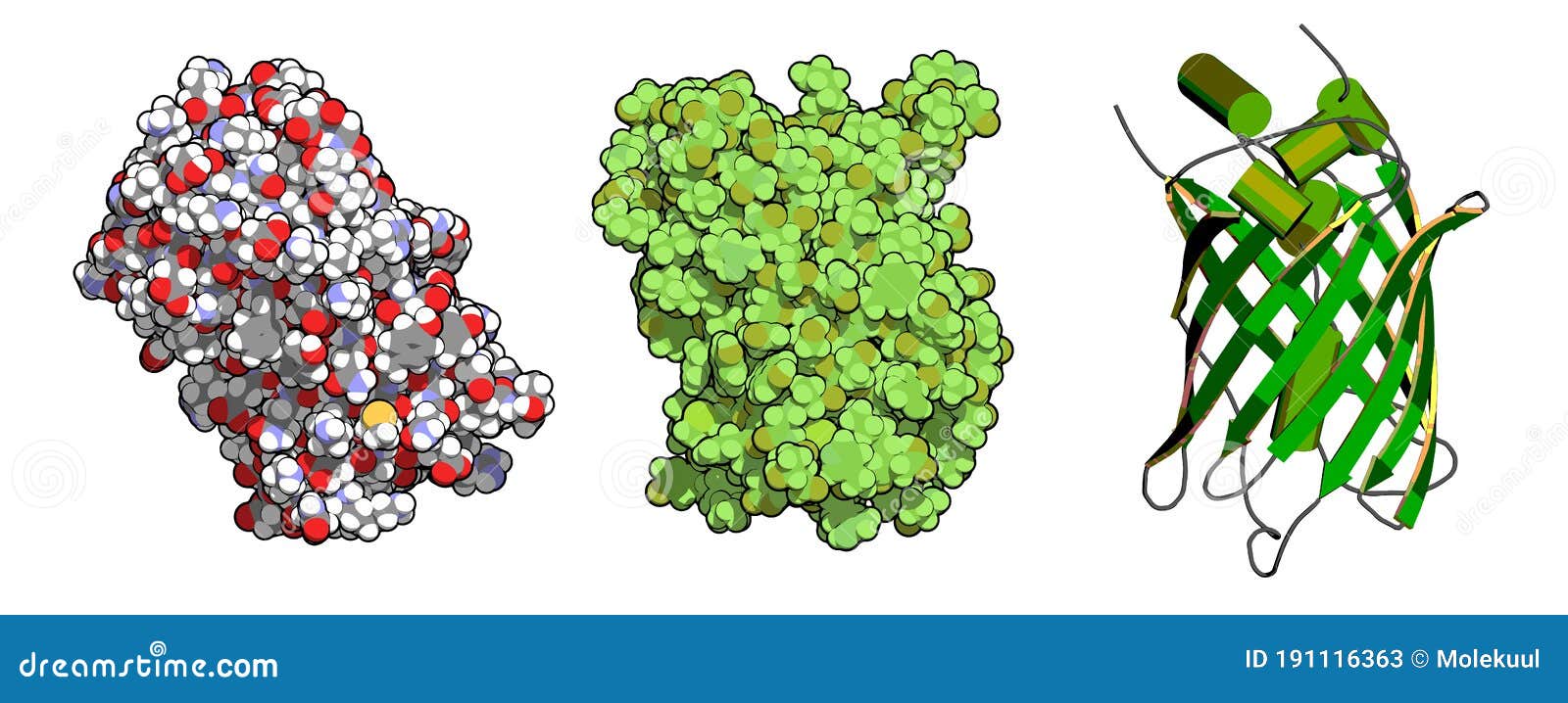 Green Fluorescent Protein (GFP), Chemical Structure. Often Used in ...