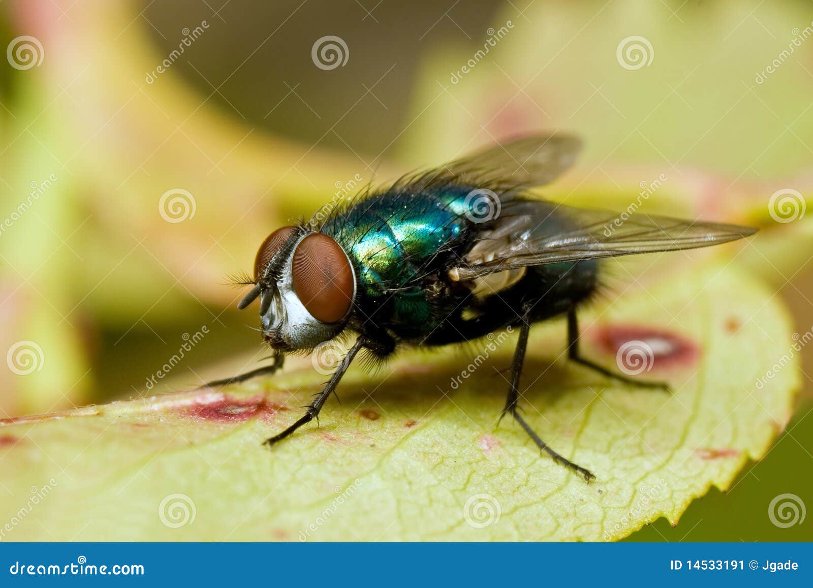 Green Fly stock image. Image of compound, leaf, macro - 14533191