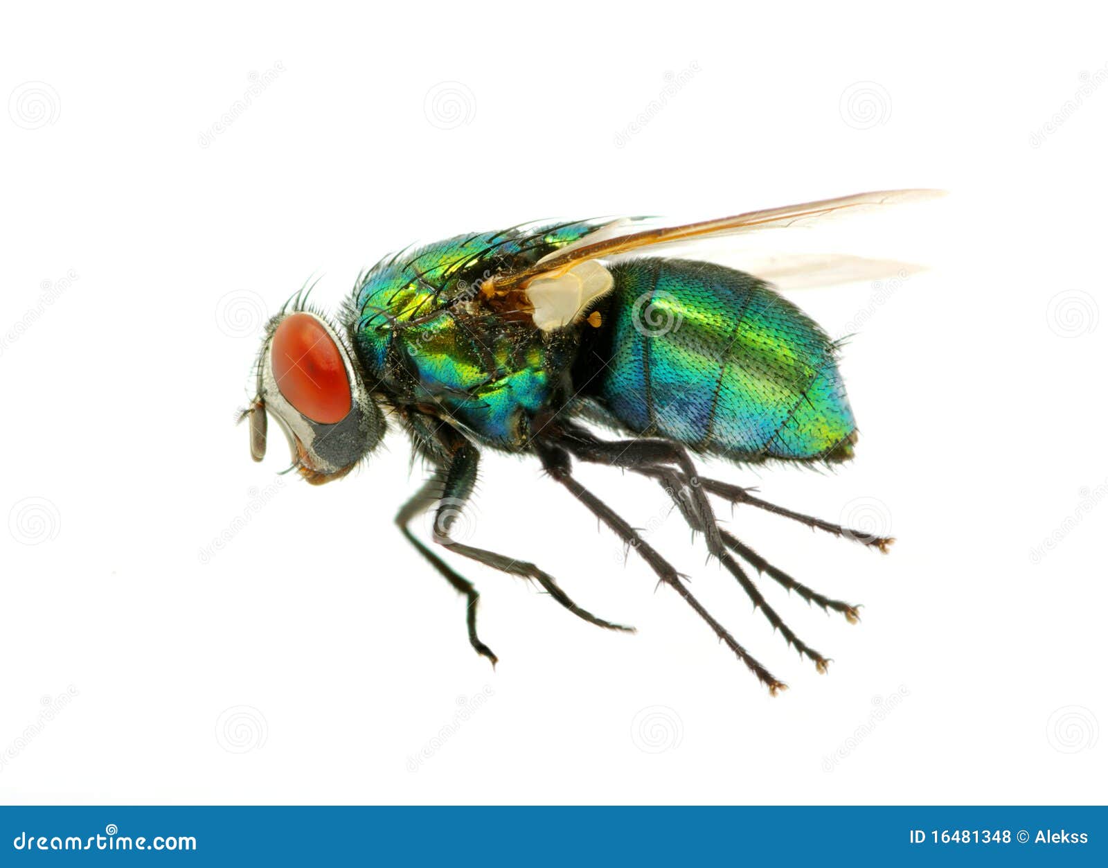 Green fly stock photo. Image of biology, close, closeup - 16481348