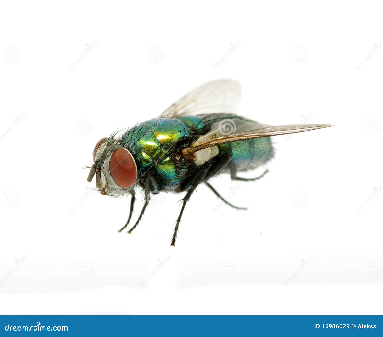 Green fly stock image. Image of macro, insect, biology - 16986629