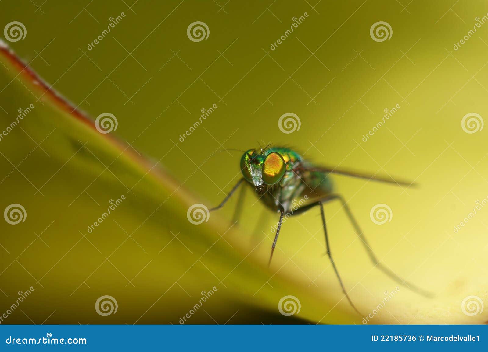 Green Fly stock photo. Image of close, wings, garden - 22185736