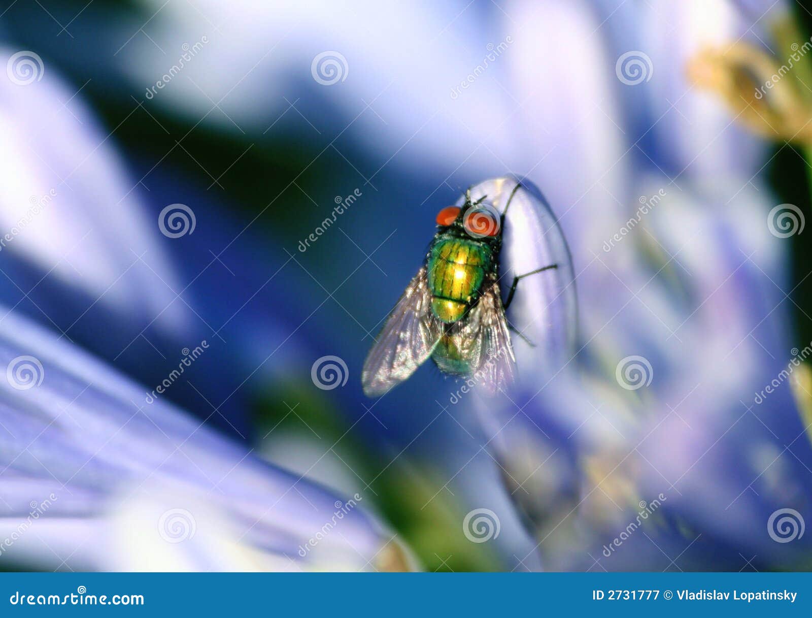 Green fly stock image. Image of pest, computer, colored - 2731777
