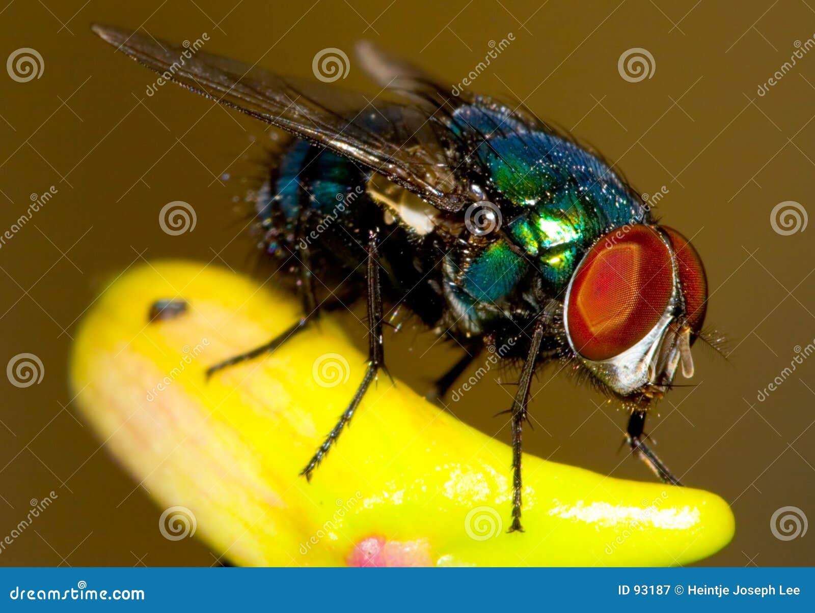 Green Fly stock image. Image of closeup, macro, nature, ugly - 93187