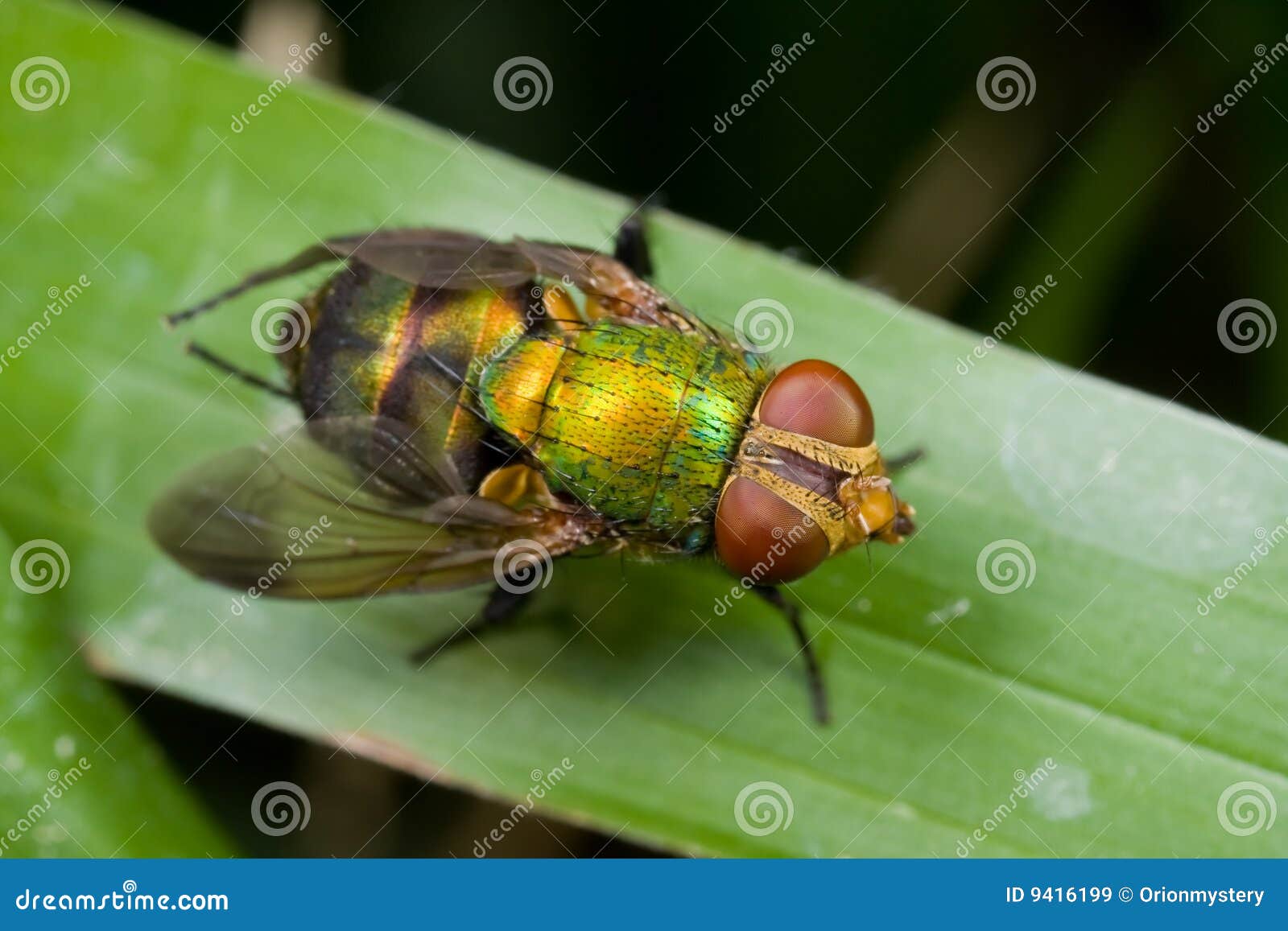 A green fly stock image. Image of leaf, outdoor, maroon - 9416199