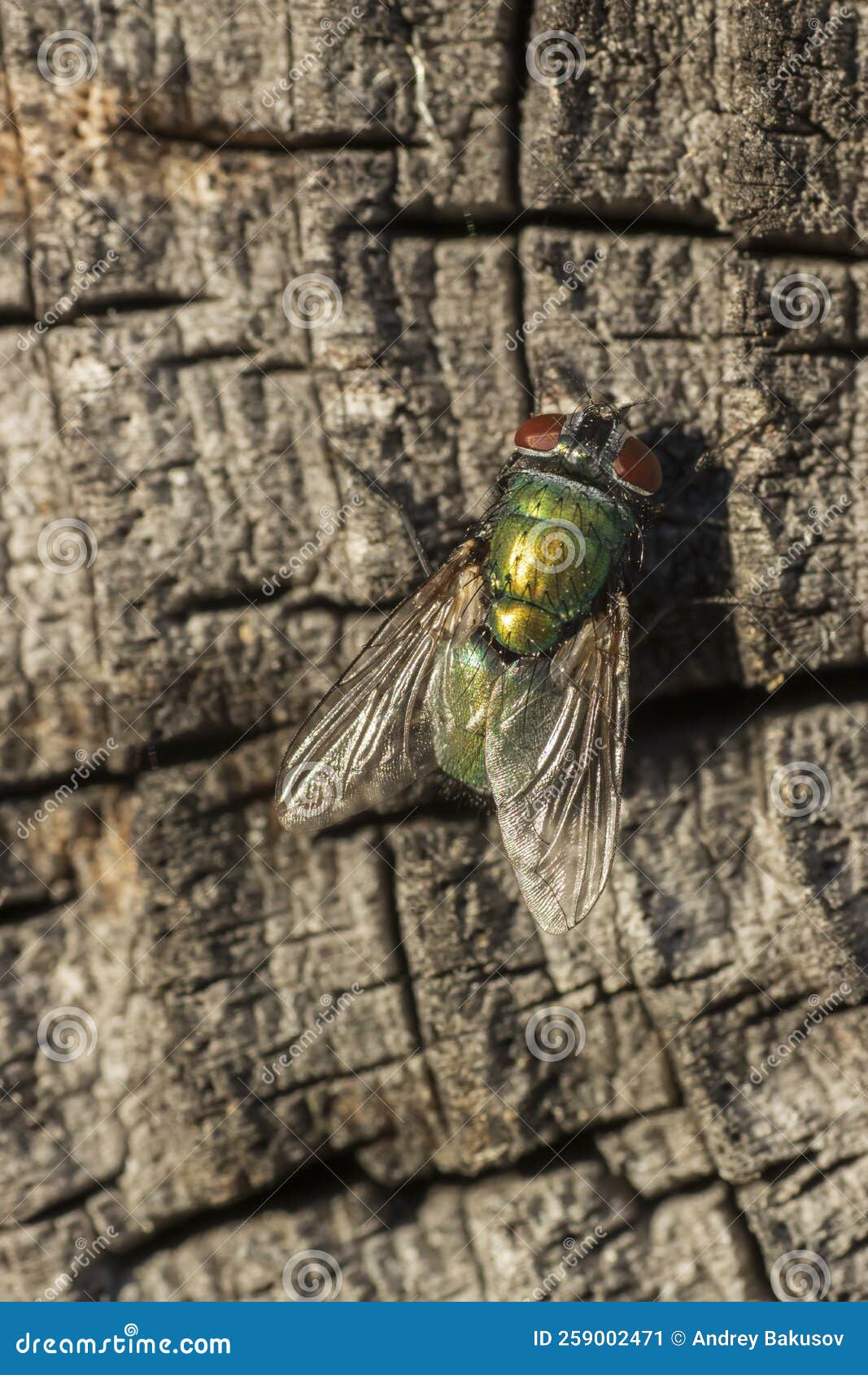 Green Fly on a Gray Surface Top View Stock Image - Image of concept ...