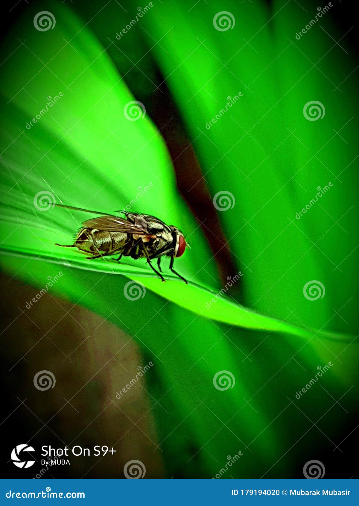 Green Fly Insect Plant Standing Stock Photo - Image of plant, wing ...
