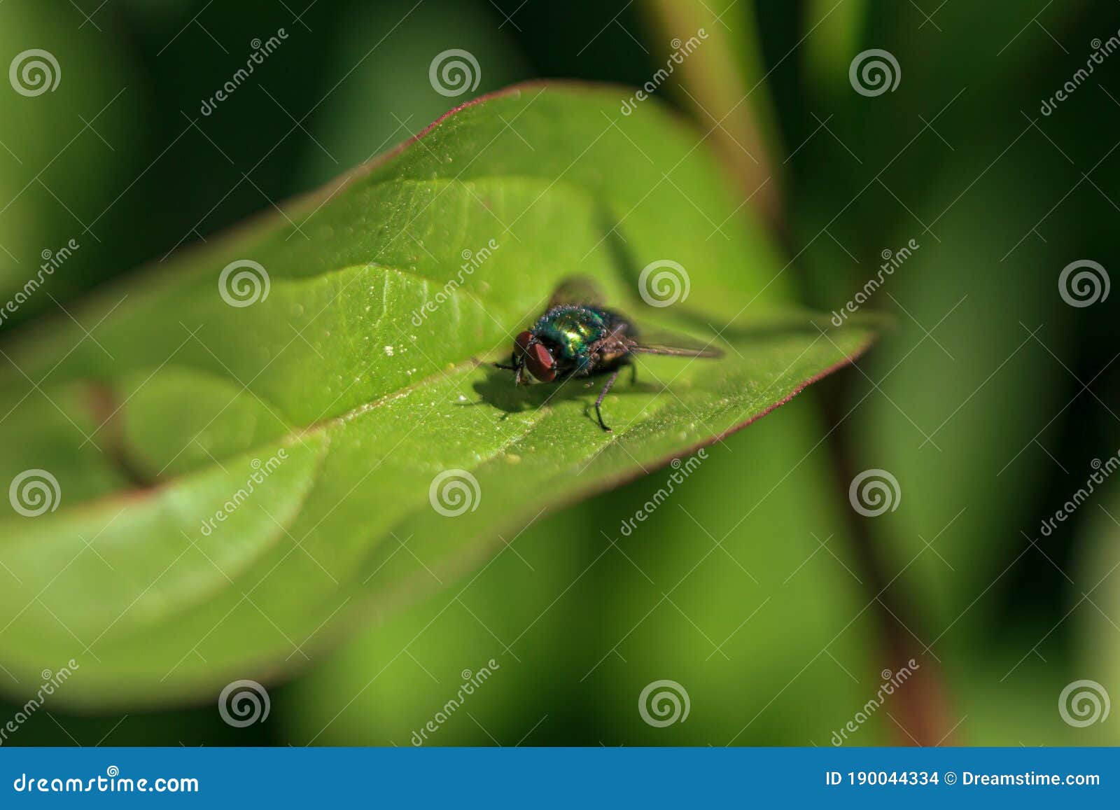 Green Fly Insect with Red Eye Stock Photo - Image of macro, eyes: 190044334