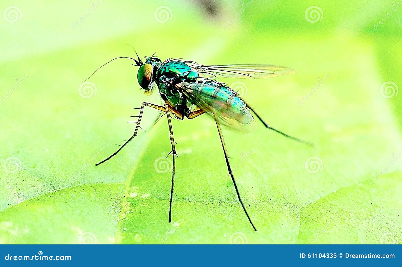 Green fly stock image. Image of nature, leaf, green, garden - 61104333