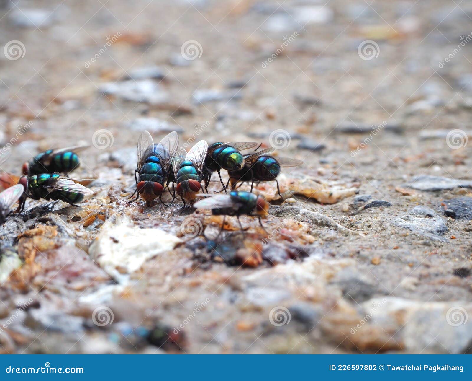 Green fly stock photo. Image of animal, pest, macro - 226597802