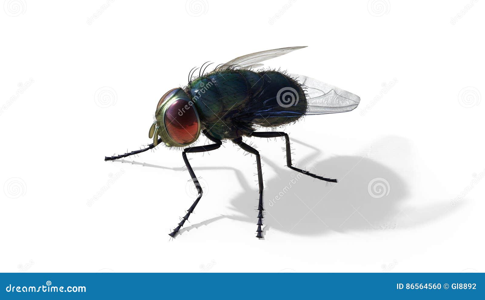 Green Fly Sitting Isolate on White Background Stock Illustration ...