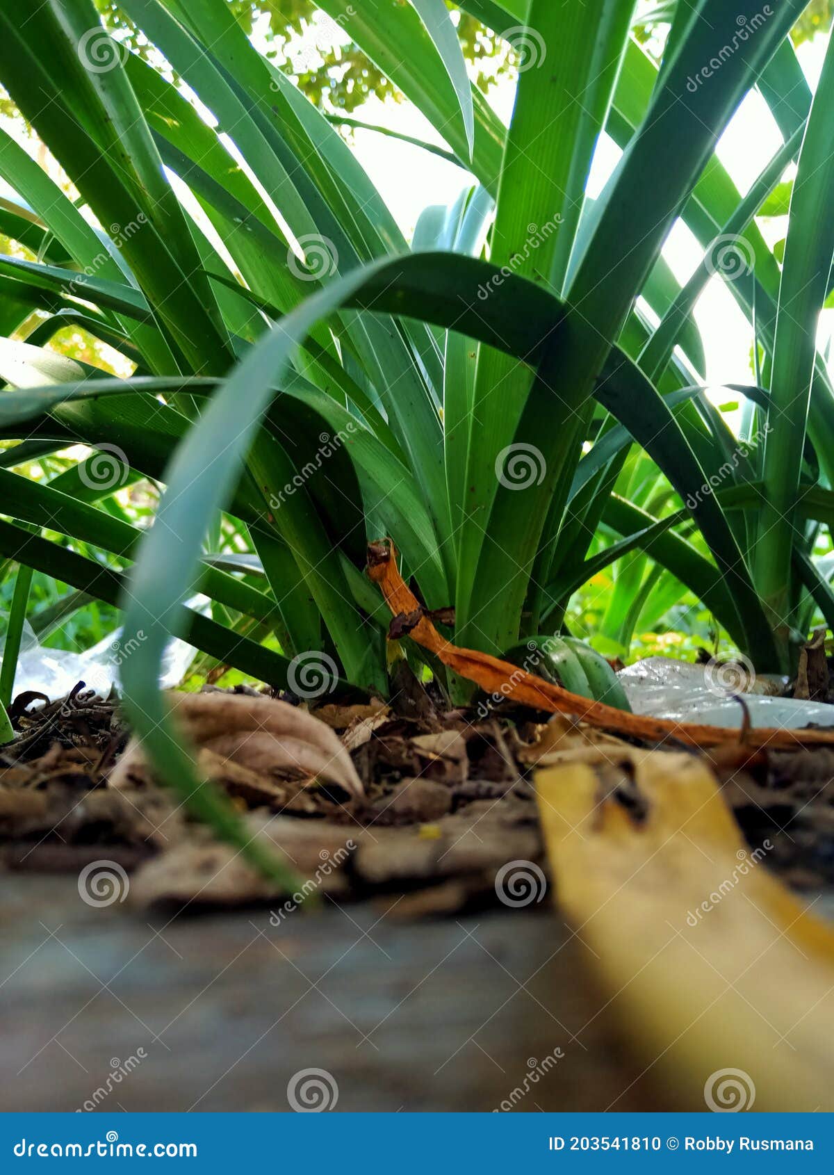 Green focused plant stock photo. Image of grass, soil - 203541810