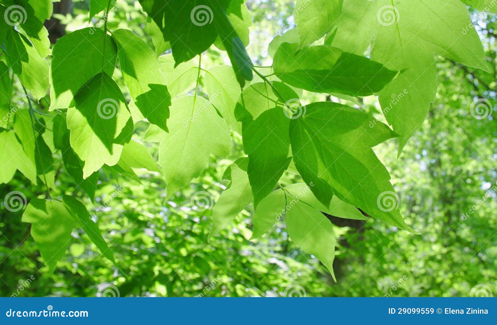 Green foliage stock image. Image of botanical, green - 29099559