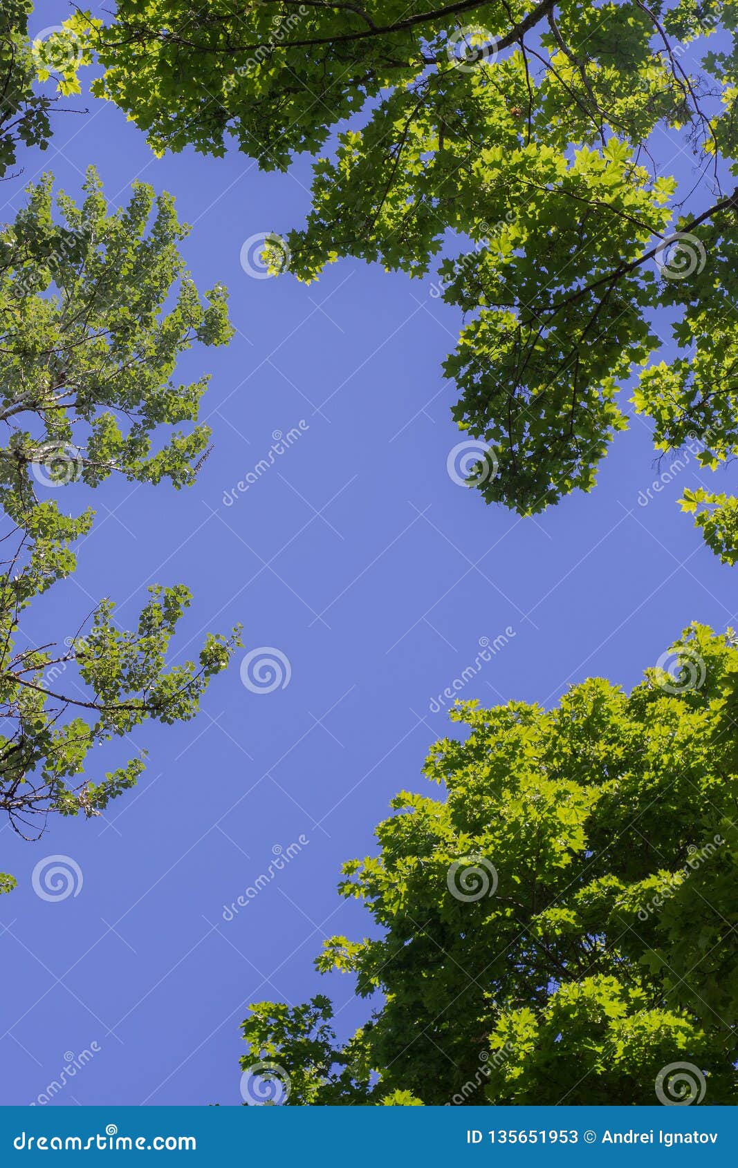 Green Foliage Against the Blue Sky. Green Trees Against the Sky and ...