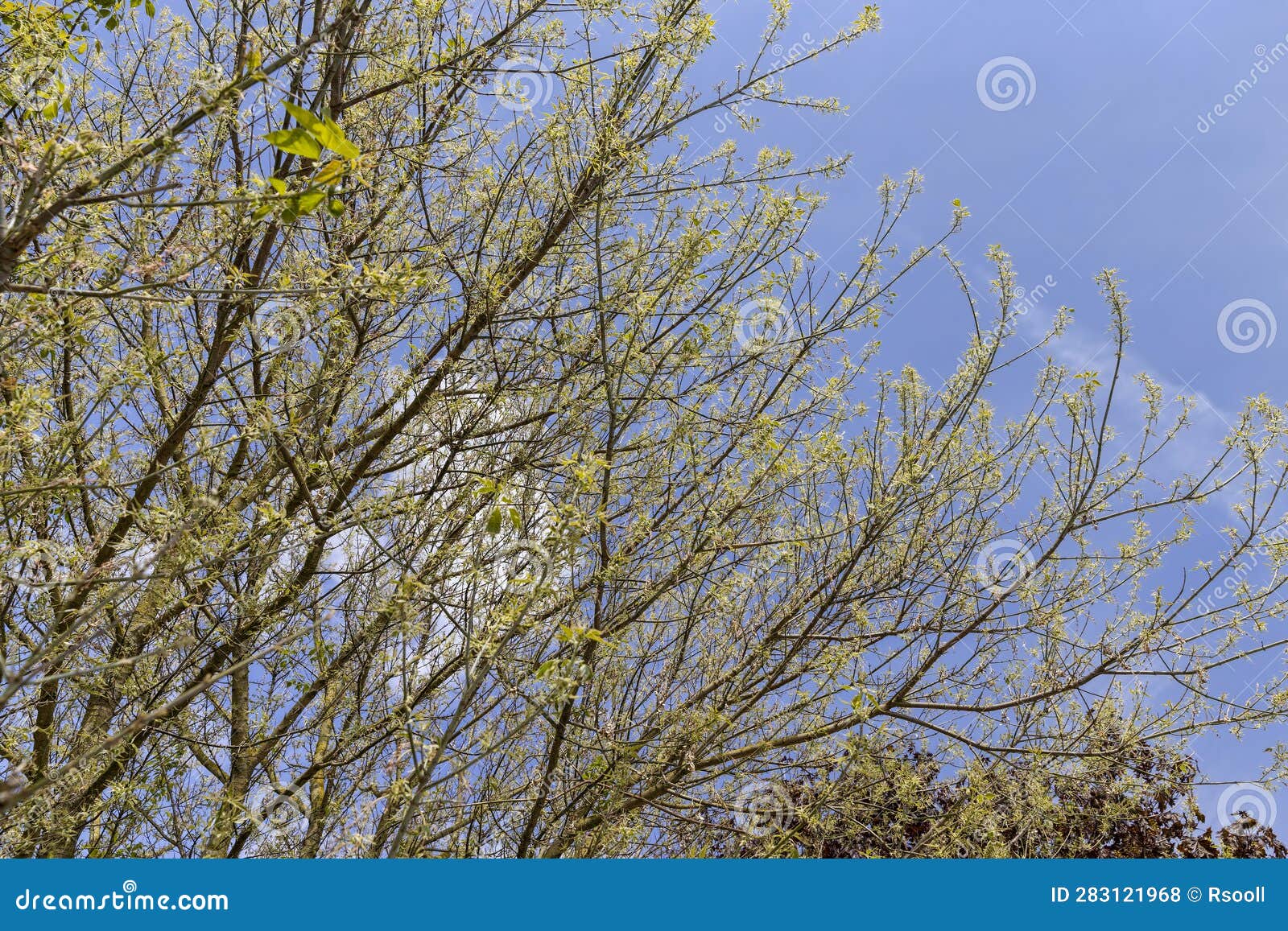 The Green Foliage of the Ash Tree in the Spring Season Stock Photo ...