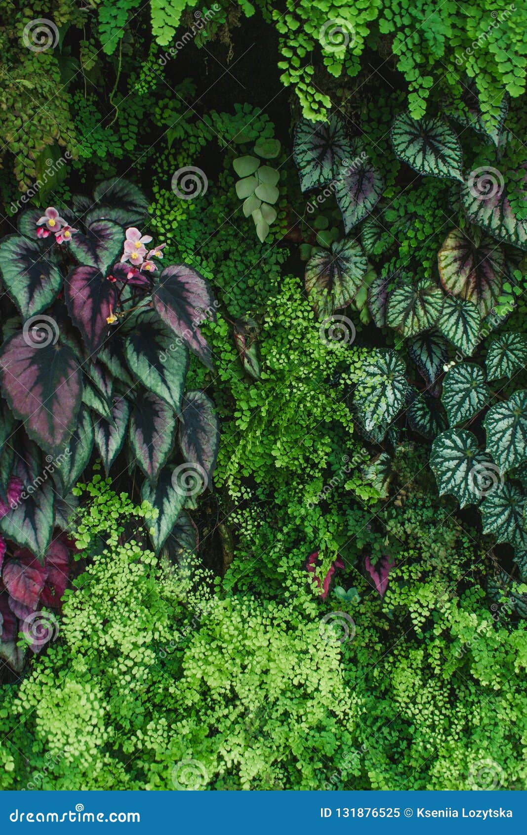 Green Foliage Backdrop in Botanic Garden Stock Image - Image of green ...