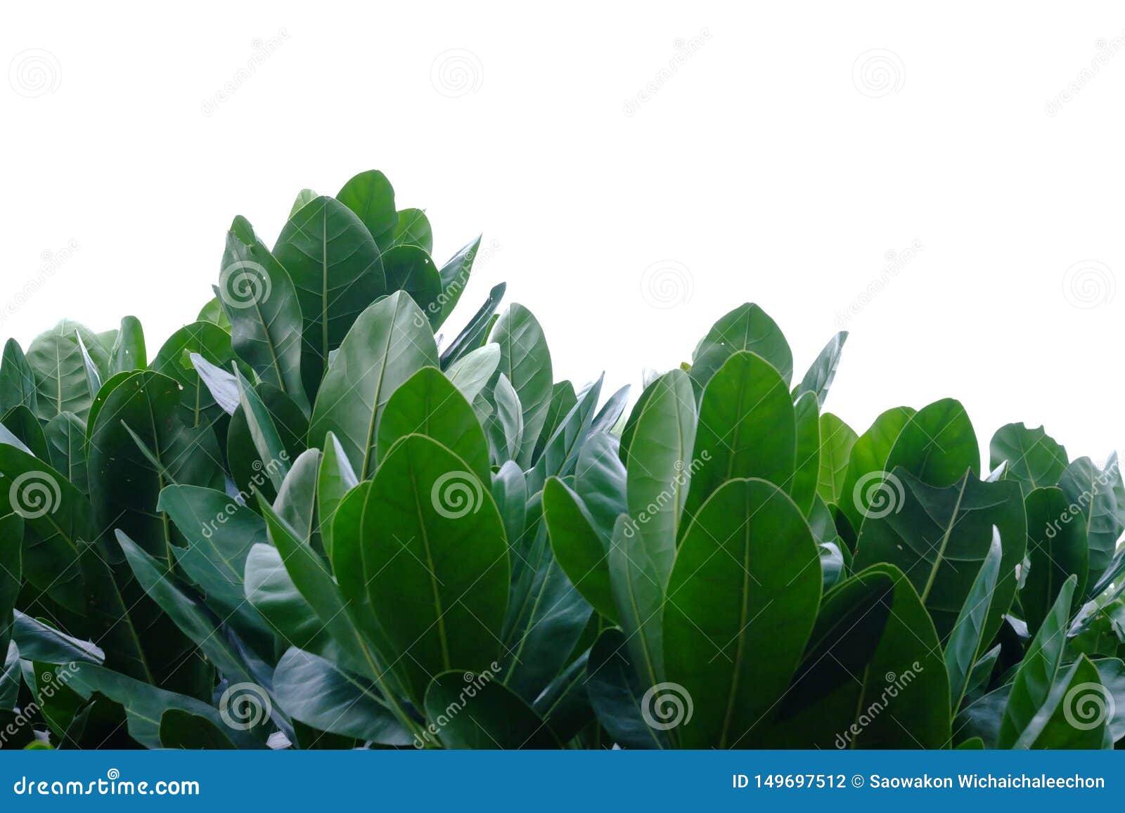 Tropical Tree Leaves Top View on White Isolated Background Stock Photo ...