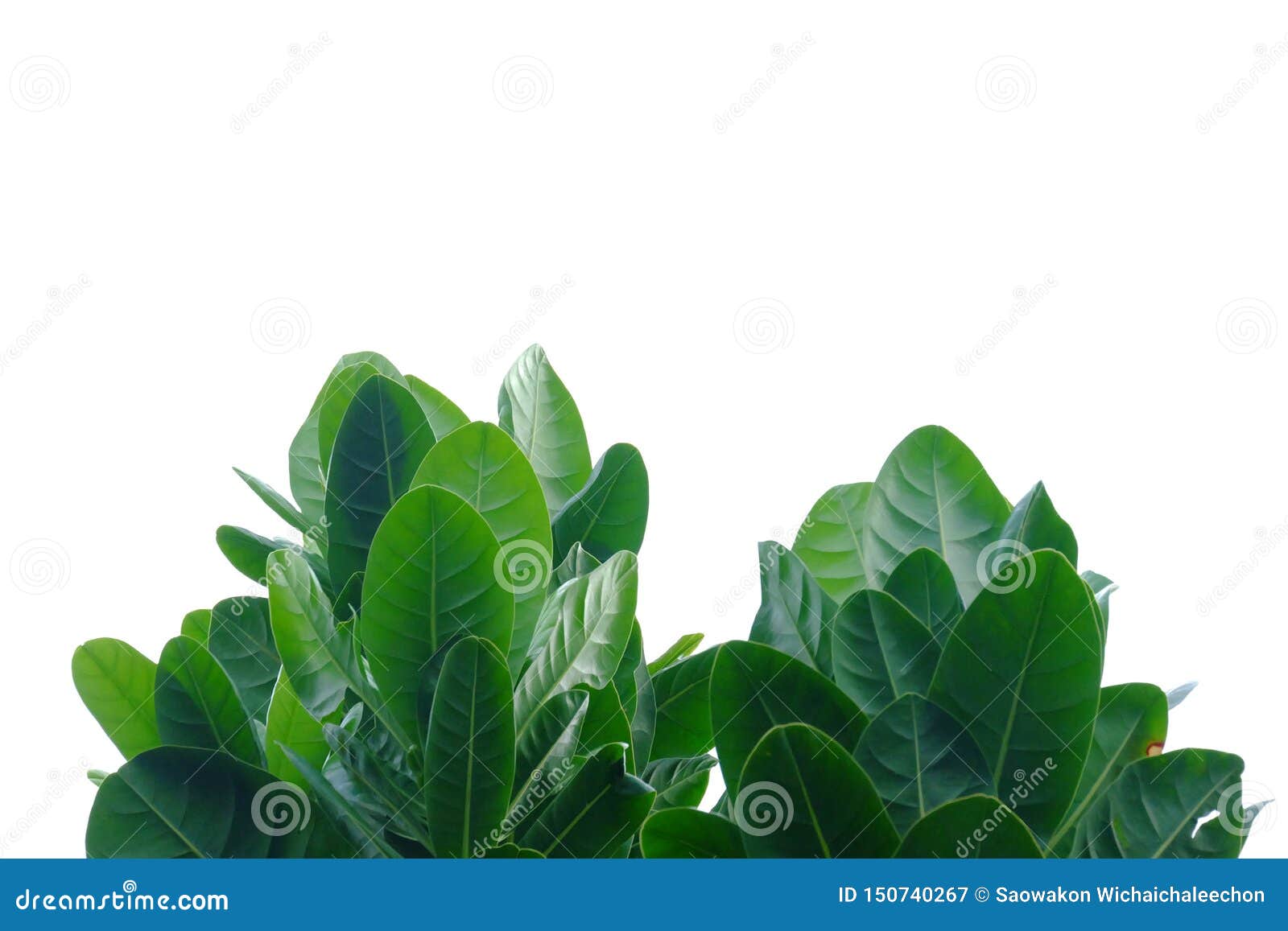 Tropical Tree Leaves Top View on White Isolated Background Stock Image ...