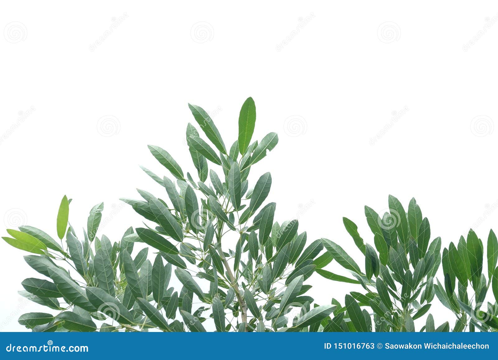 Tropical Tree Leaves Top View on White Isolated Background Stock Image ...