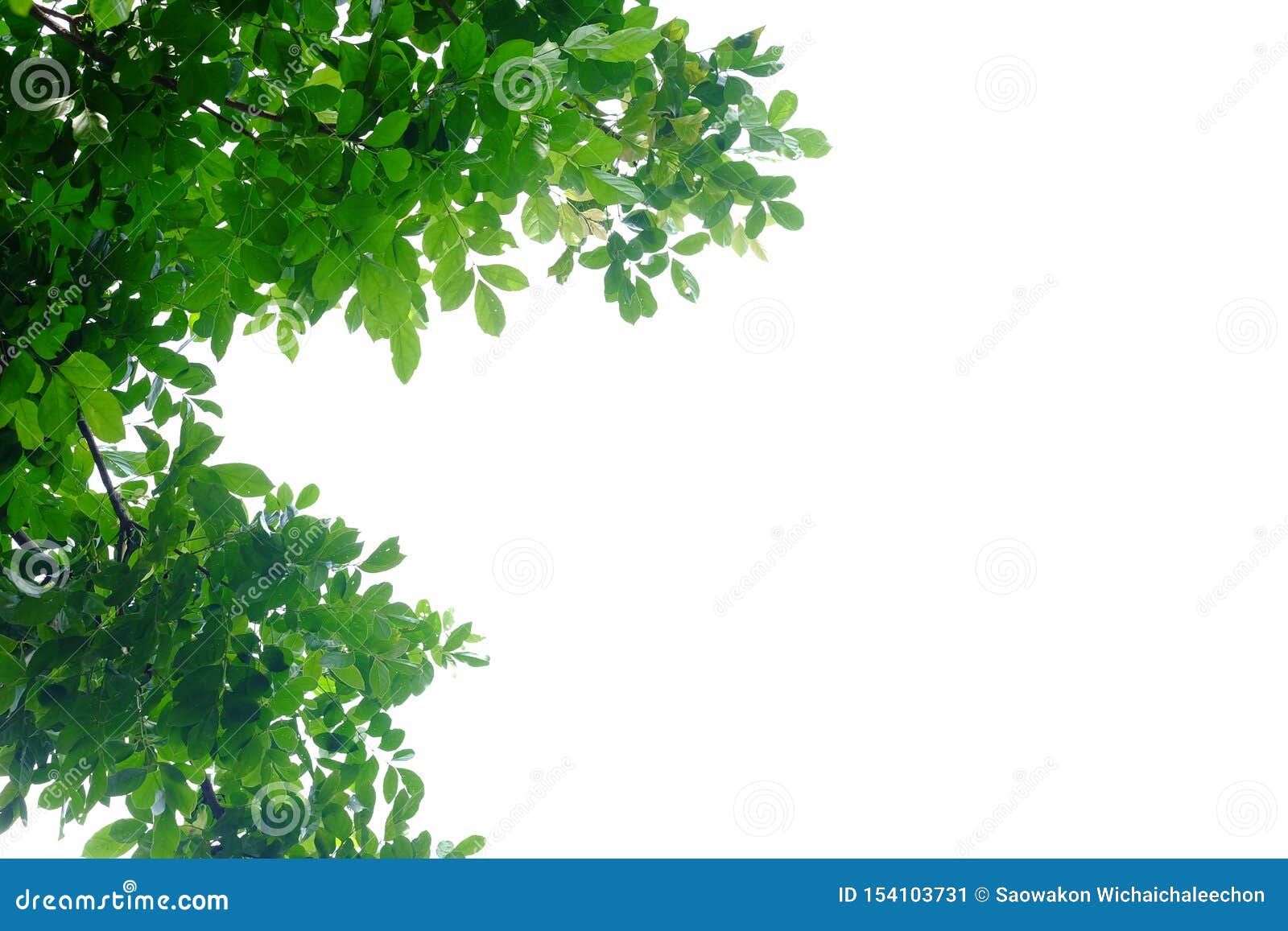 Tropical Tree Leaves on White Isolated Background Stock Image - Image ...