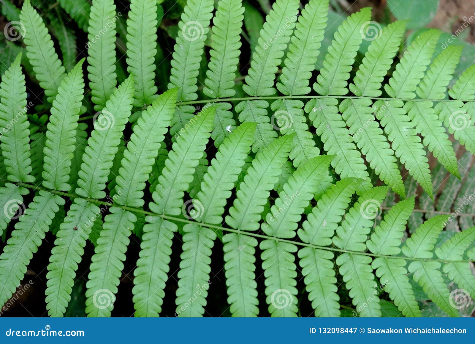 Fern leaves with branches stock image. Image of light - 132098447