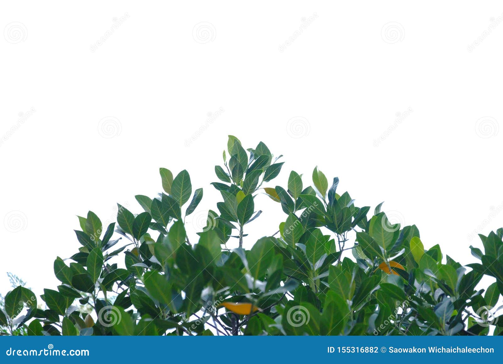 Jackfruit Tree Leaves with Branches on White Isolated Background Stock ...