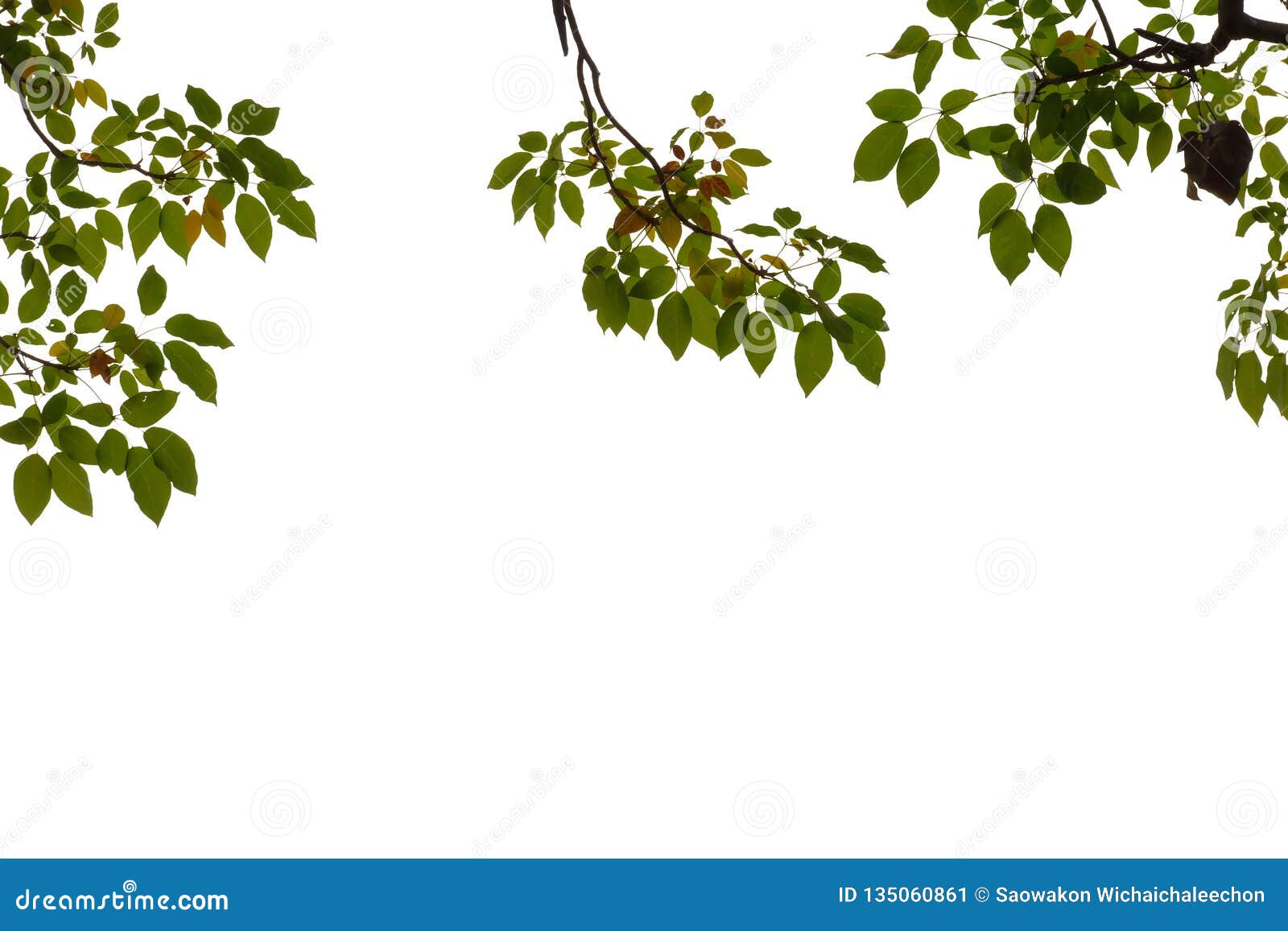 Top View Tropical Tree Leaves with Branches on White Isolated ...
