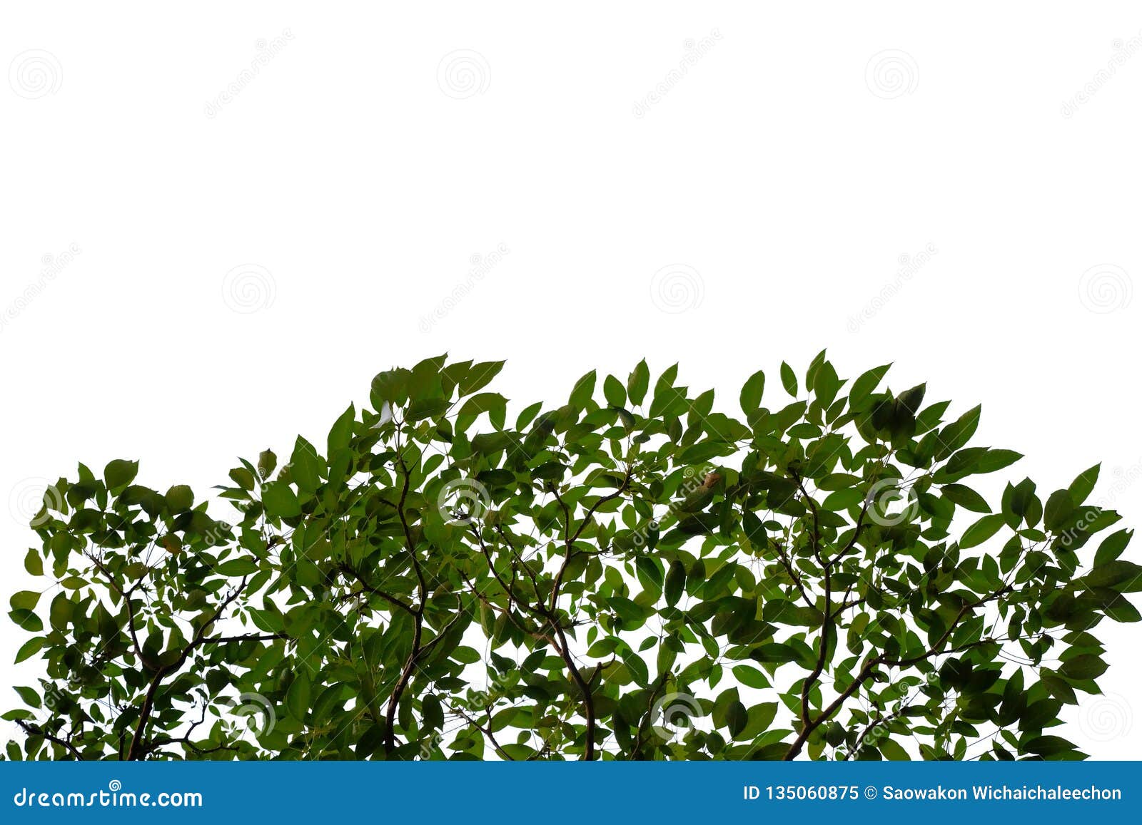 Top View Tropical Tree Leaves with Branches on White Isolated ...