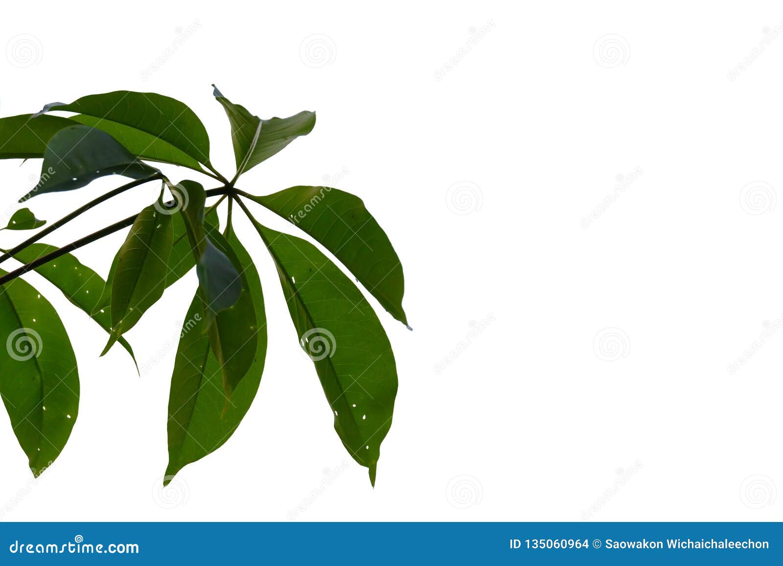 Top View Tropical Tree Leaves with Branches on White Isolated ...
