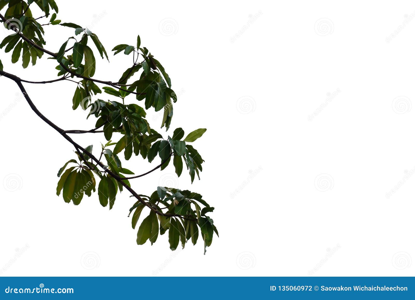 Top View Tropical Tree Leaves with Branches on White Isolated ...