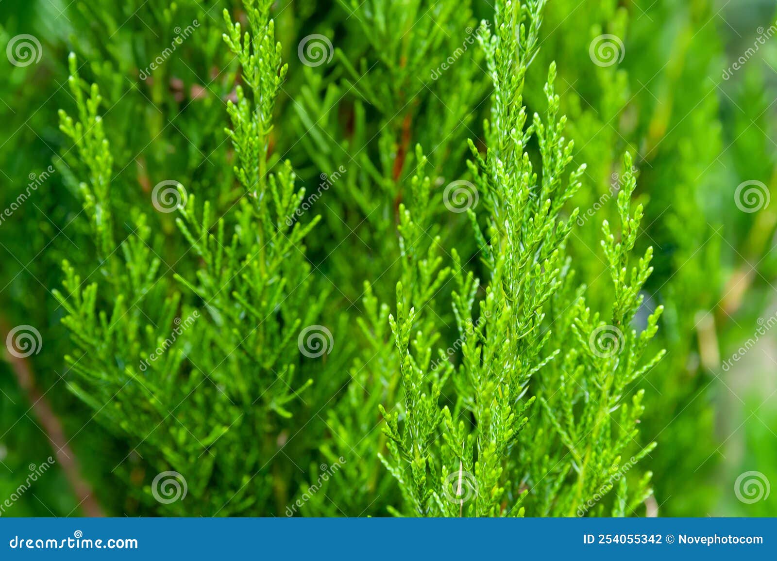 Green Foliage Background. Natural Texture of Alpine Juniper Leaves ...