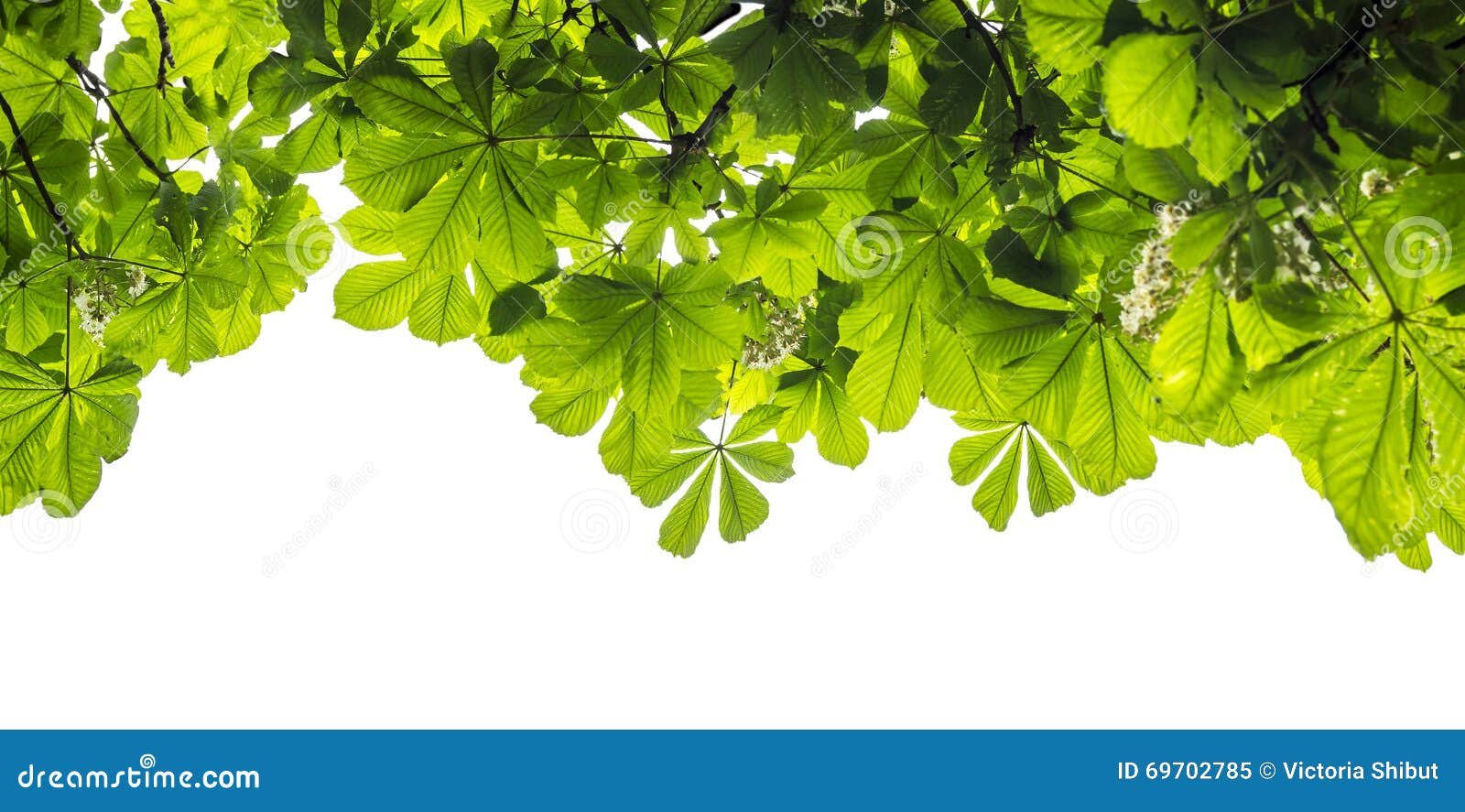 Green Foliage of the Chestnut Tree Isolated on White Background Stock ...