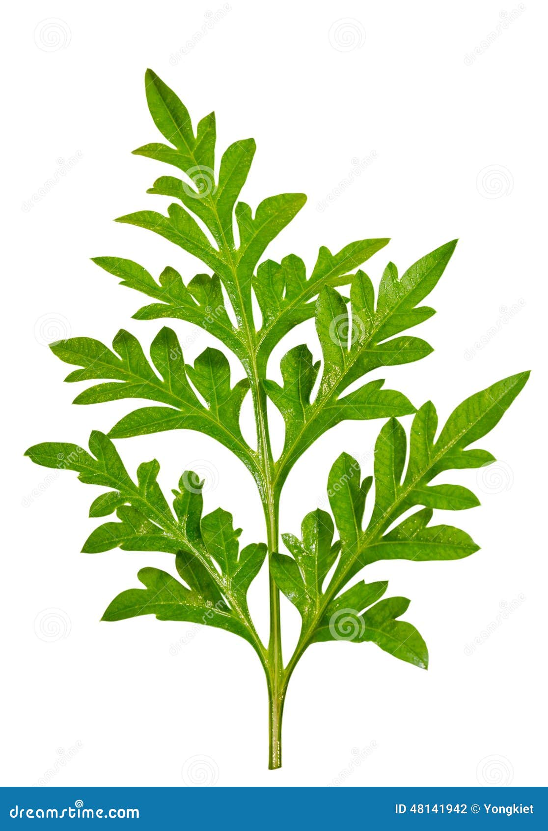 Green Foliage of the Cosmos Stock Photo - Image of annual, white: 48141942