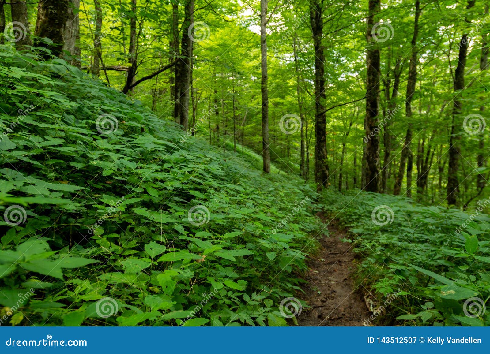 Green Foliage Covers the Forest Floor Stock Image - Image of national ...