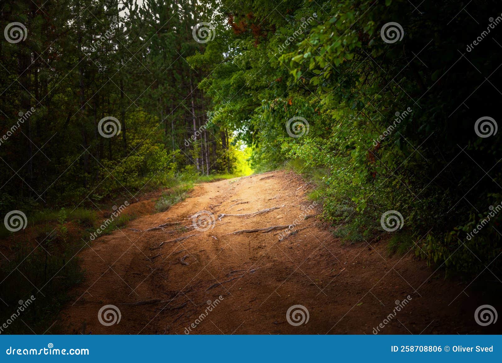 Green Foliage with Forestal Path Angle Shot Stock Photo - Image of ...
