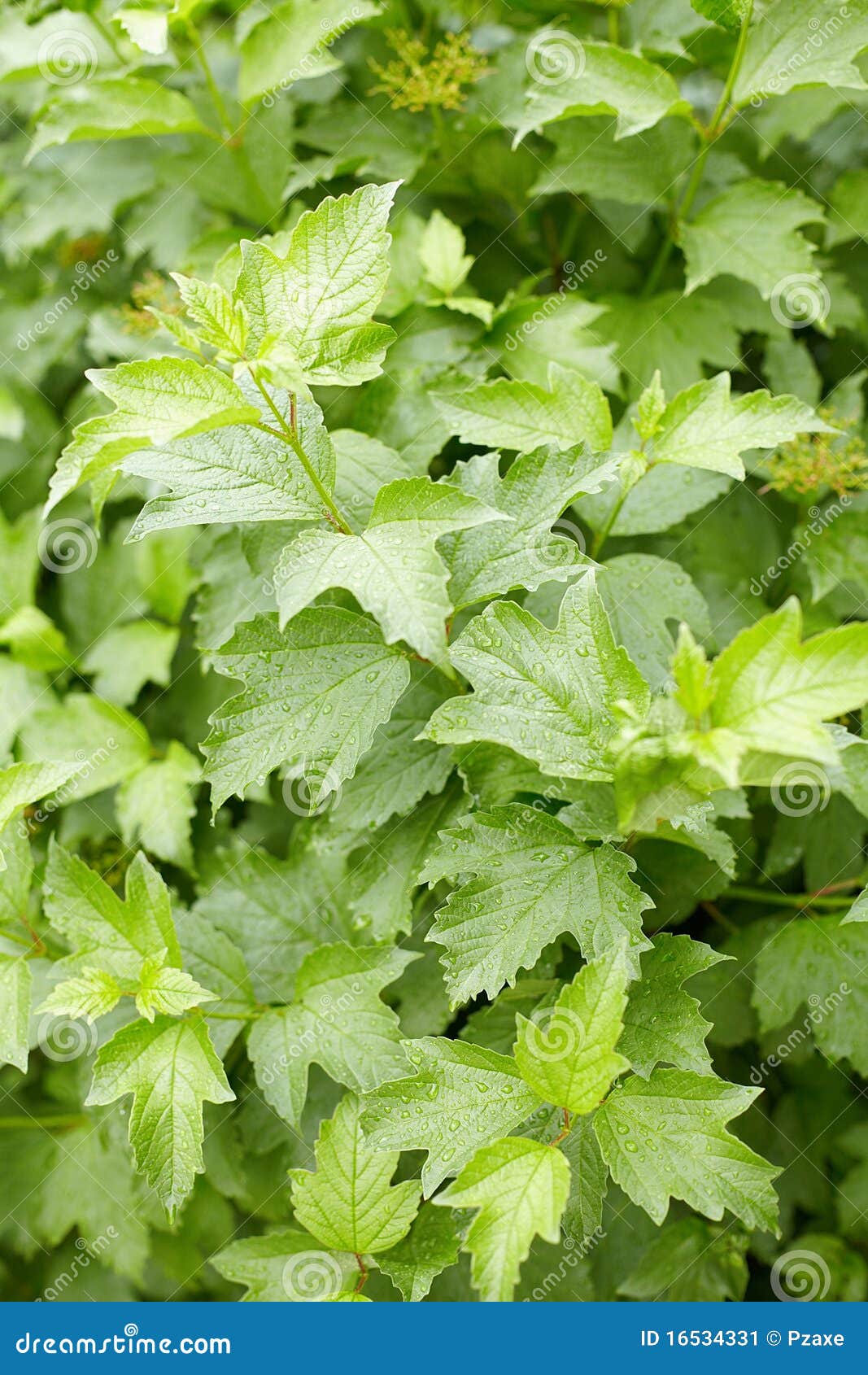 Green Foliage on Guelder-rose Bush Stock Image - Image of outdoors ...