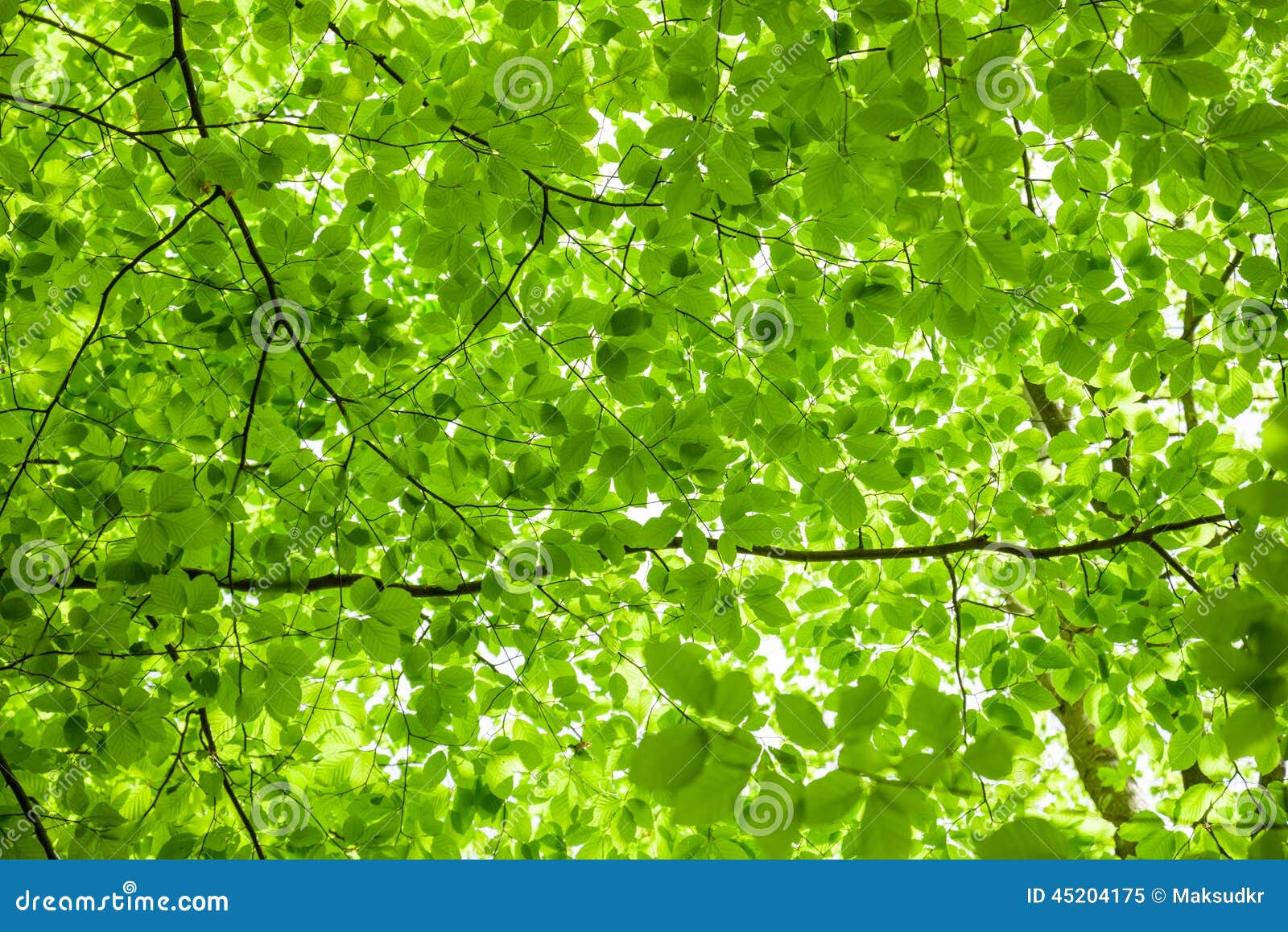 Green Foliage Backdrop With Red Flowers Stock Photo | CartoonDealer.com ...