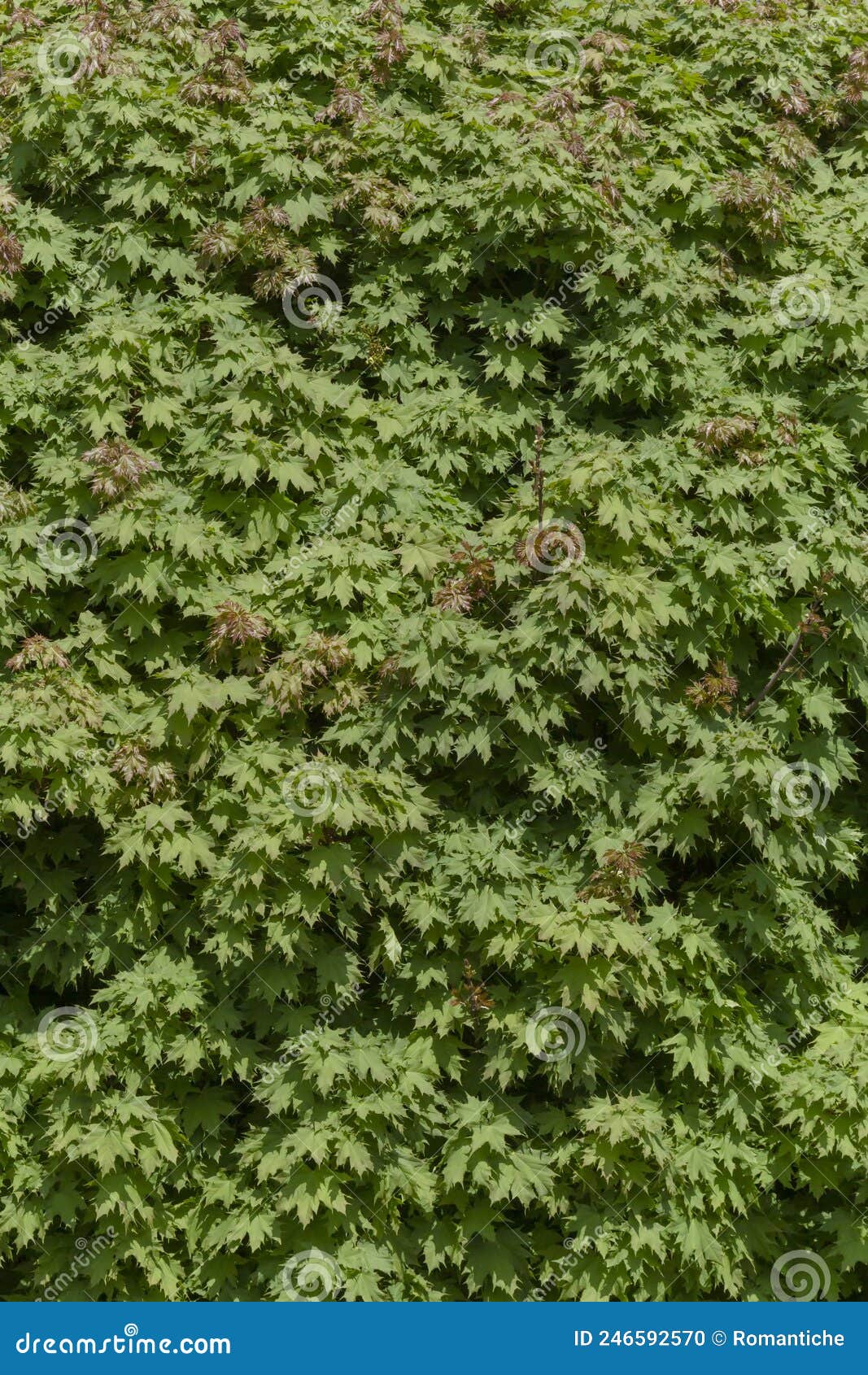 Green Foliage of Maple Tree at Spring Stock Photo - Image of flora ...
