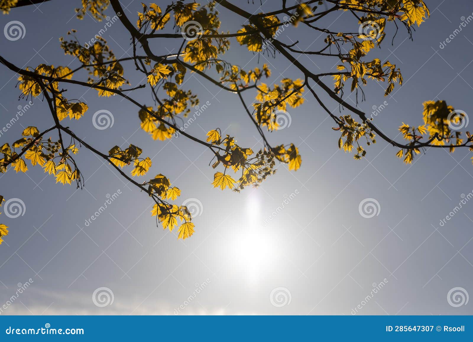 Green Foliage on a Maple Tree in Spring Bloom Stock Image - Image of ...