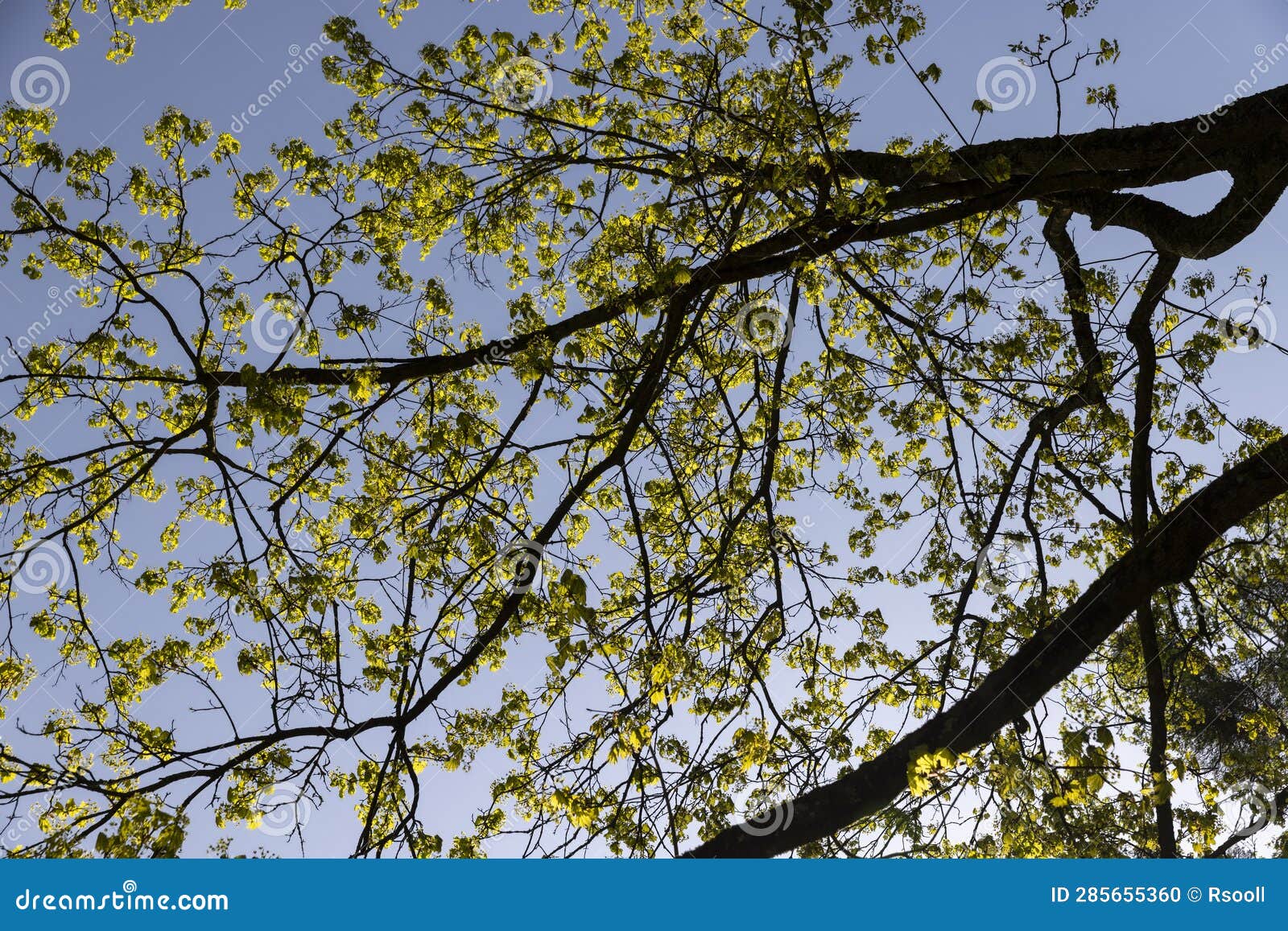 Green Foliage on a Maple Tree in Spring Bloom Stock Photo - Image of ...